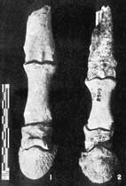 Sanauli Chariot Find 4000 Years Harappan Horse – Ramanisblog